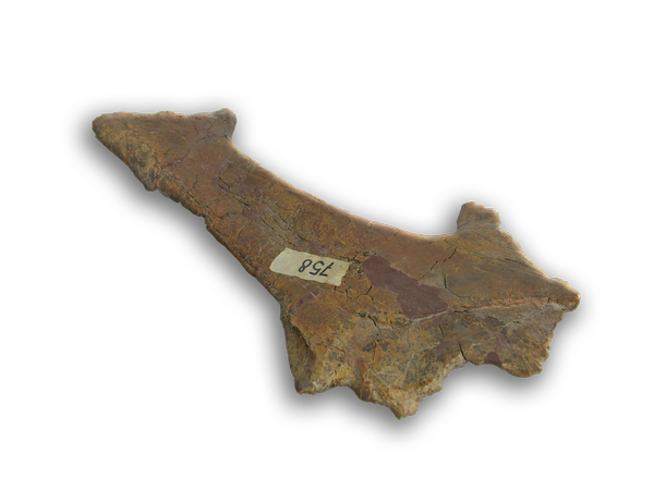 Graven naar dino's - Naturalis Expeditie